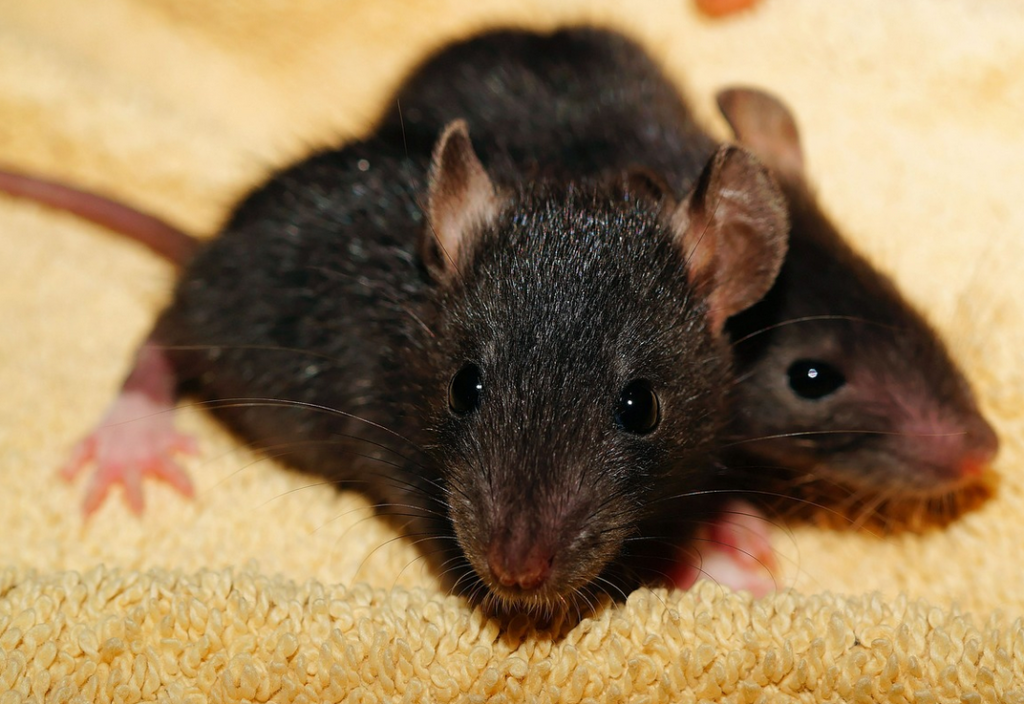 Property118 | Rat Infestation - Tough?