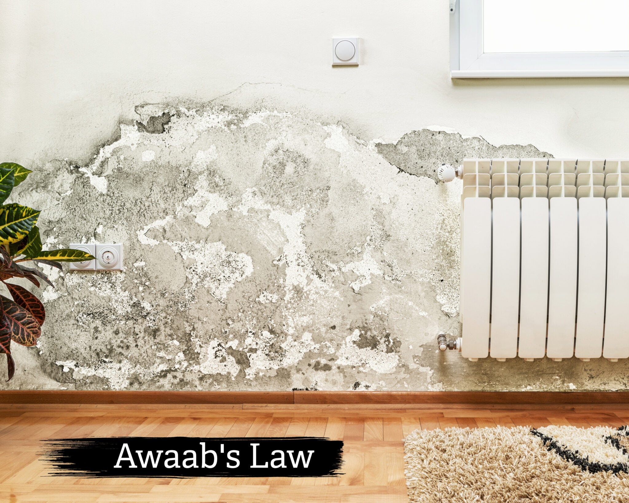 Property118 | Tenant group calls for Awaab’s Law date amid claims of ...